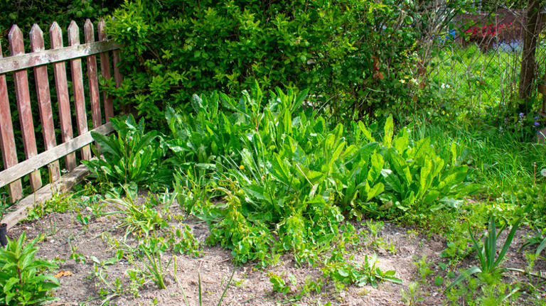 Neighbor's Weeds Spreading Into Your Yard? Here's What You Can Do
