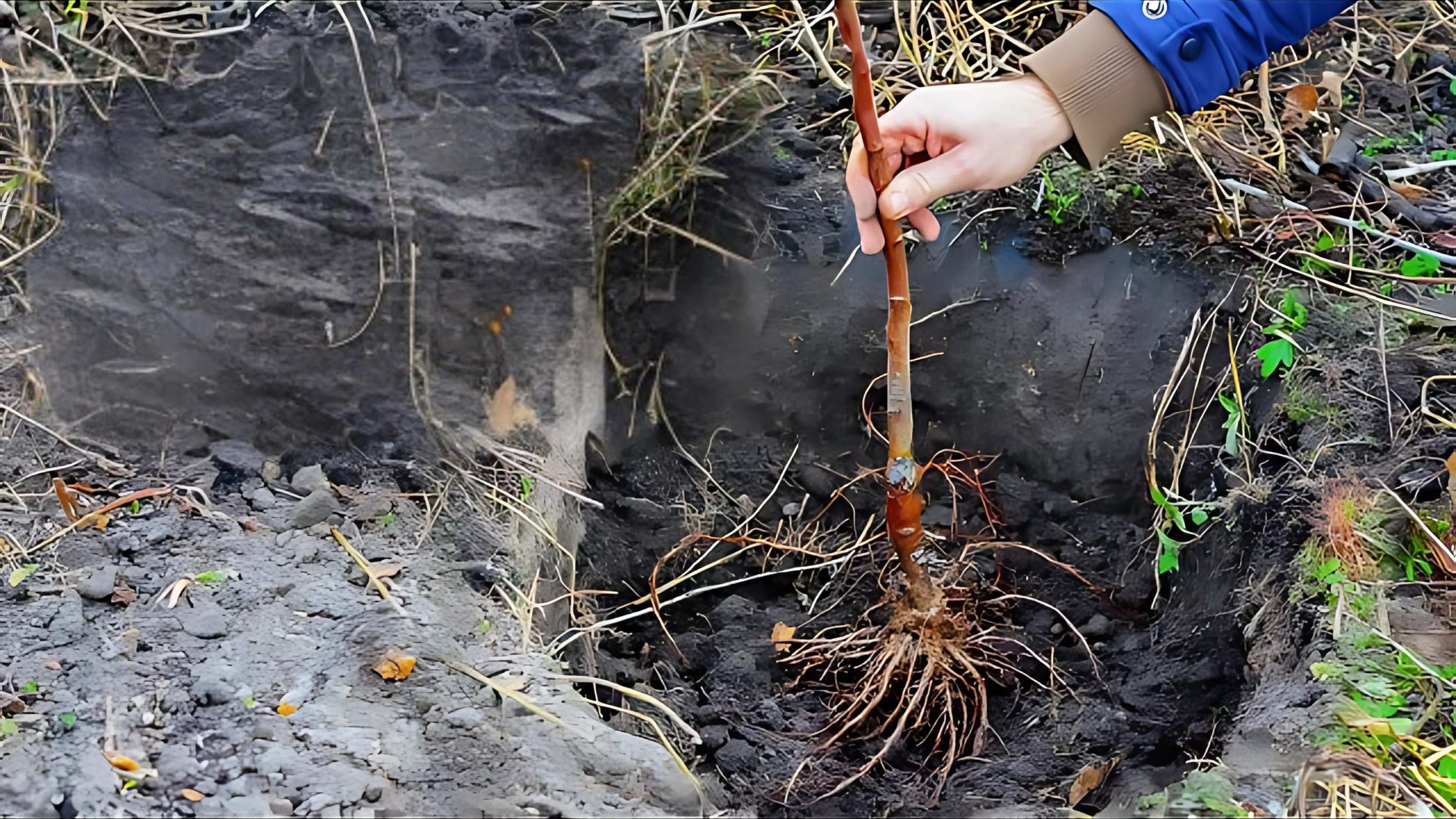 How to Plant a Bare Root Fruit Tree with Tom Spellman