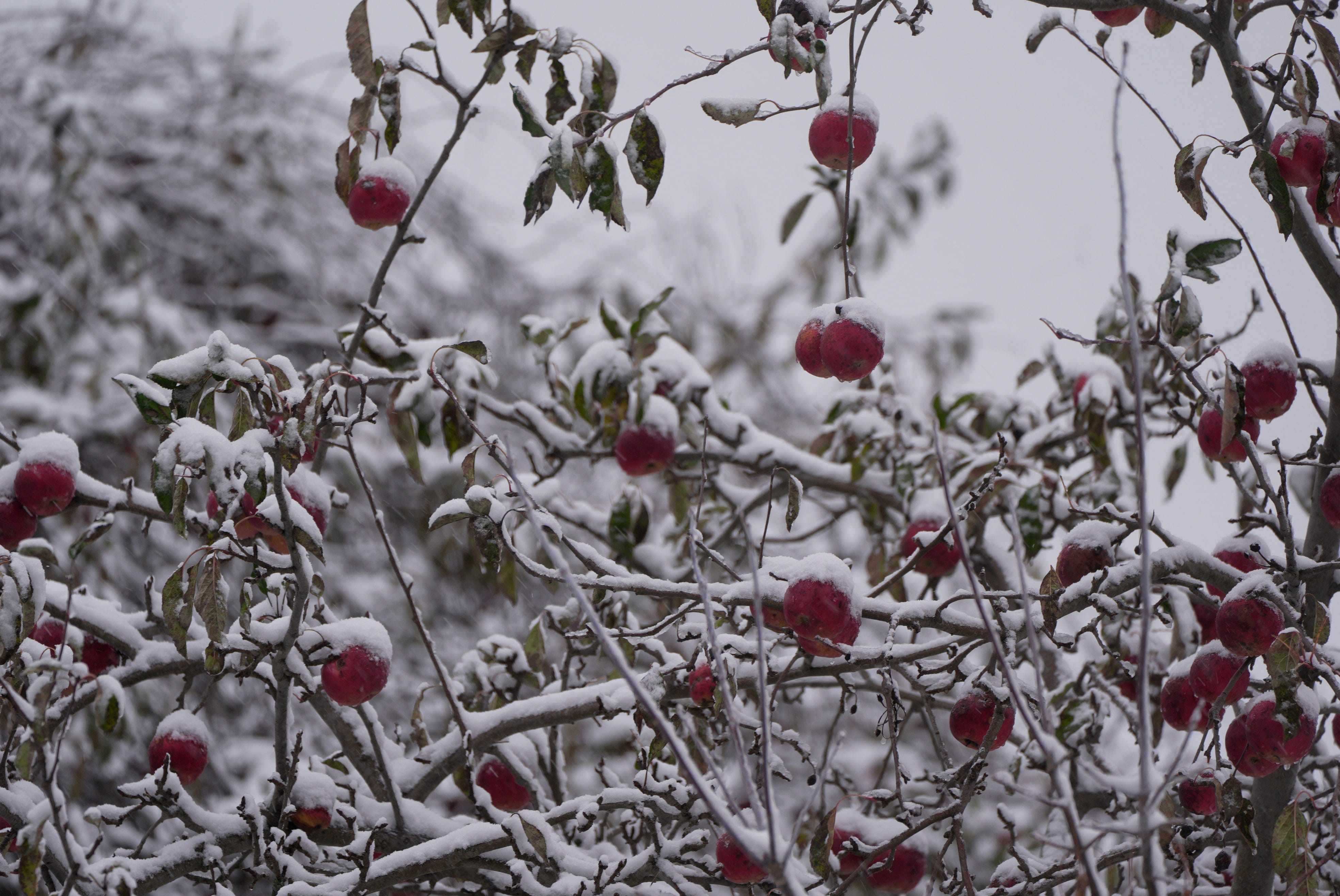 How much more snow will NY get? See when the Arctic blast will end