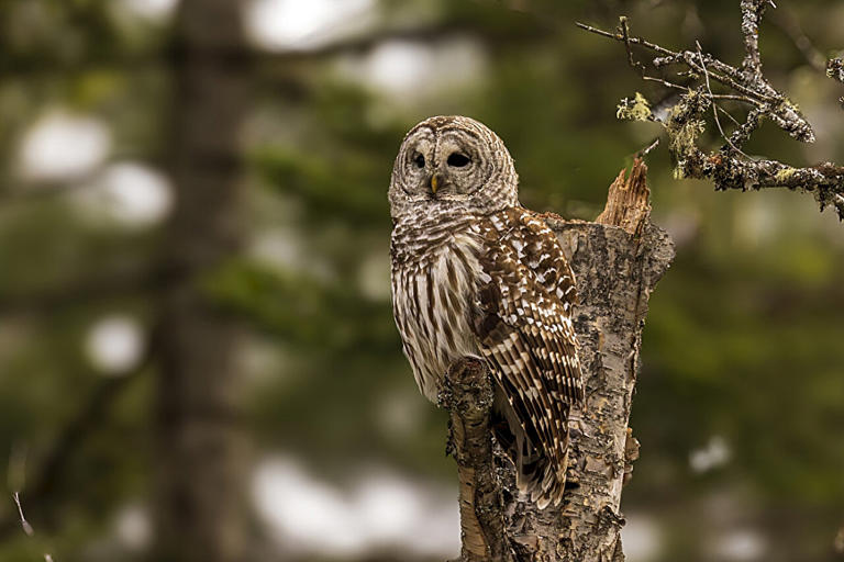 The barred owl's westward migration threatens other species and a whole ...