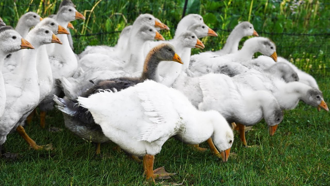 The World’s Cutest Lawn-Mowing Animals