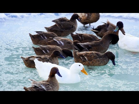 Ducks Swimming in a Pond in Winter | Farm Joy