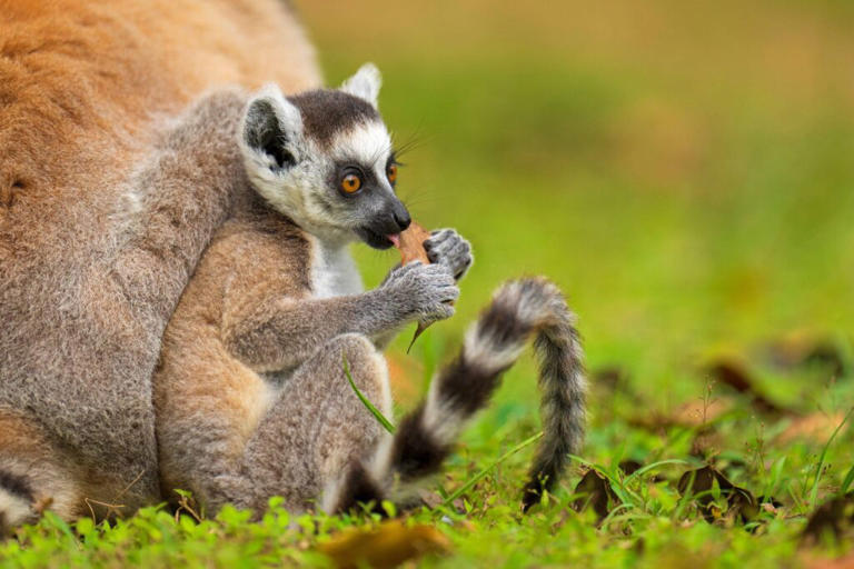 Adorable pictures show cute baby ring-tailed lemur chewing own tail