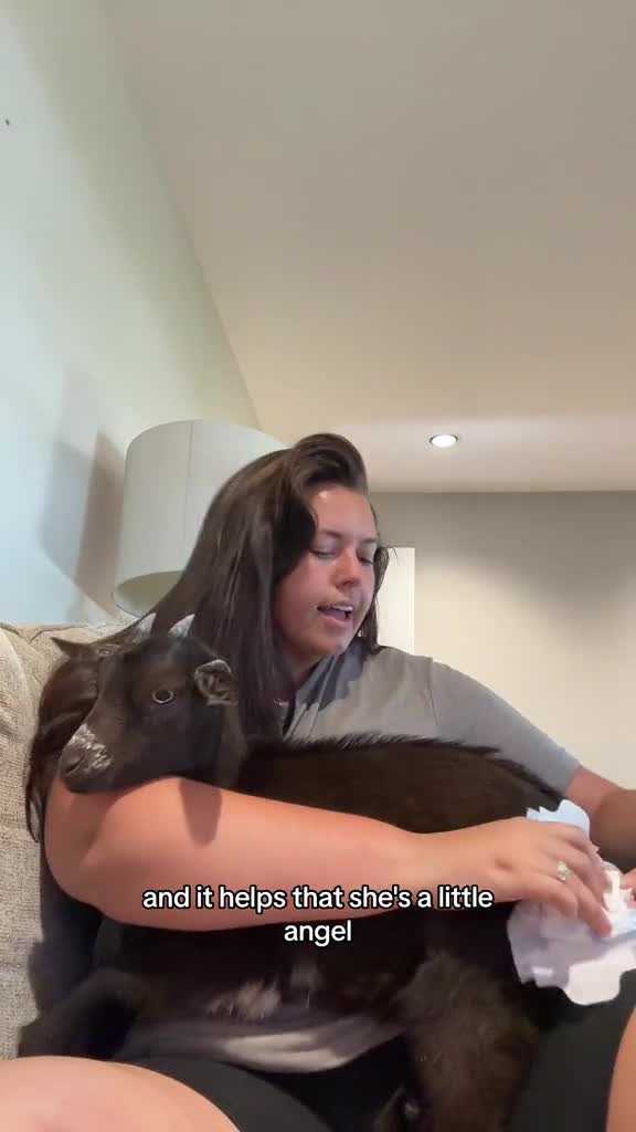 How I Diaper My Baby Goat for Life Indoors
