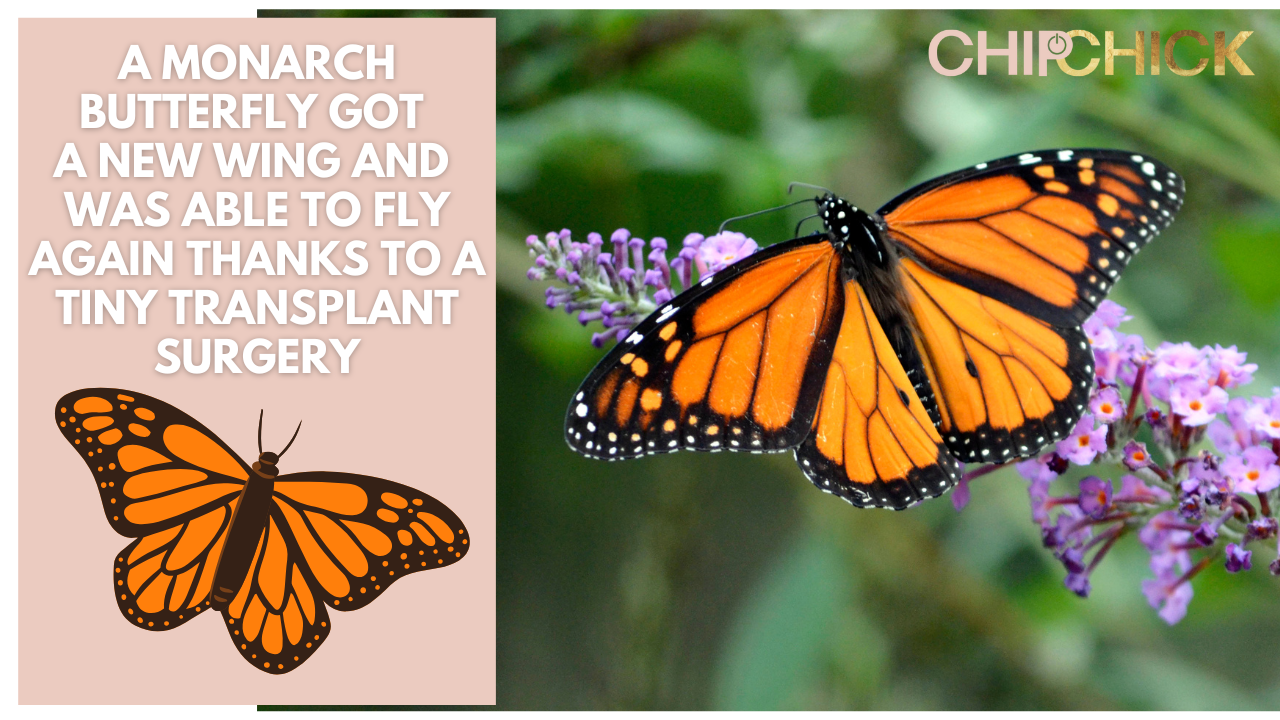 A Monarch Butterfly Got A New Wing And Was Able To Fly Again Thanks To ...