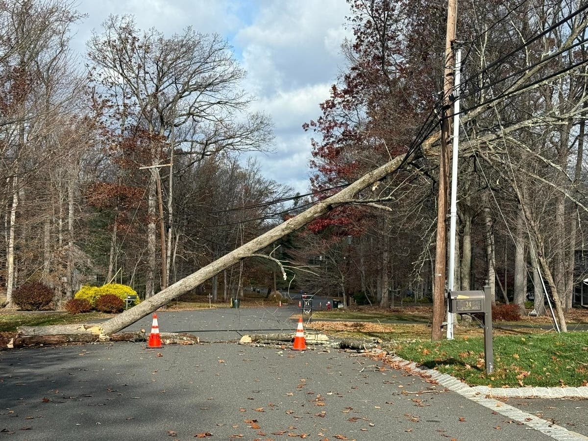 Toppled Tree Knocks Out Power Lines In Warren