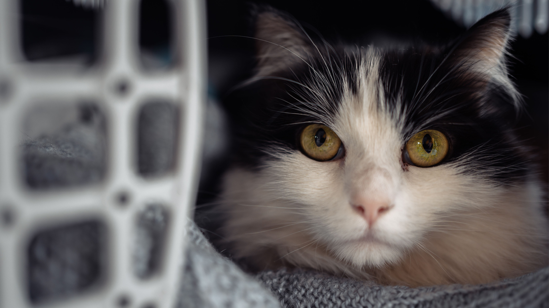 9 Cat Breeds That Are The First To Get Surrendered To Shelters After ...