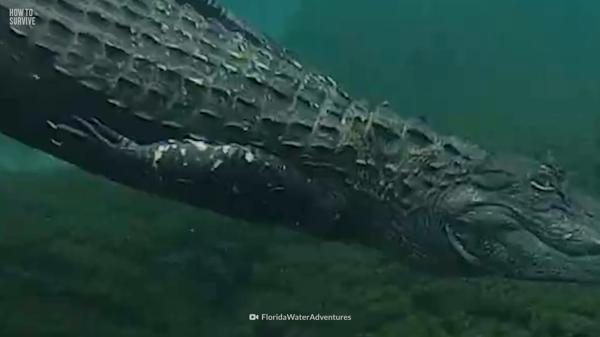 Das ist der Grund, warum Angriffe in Florida plötzlich zunehmen