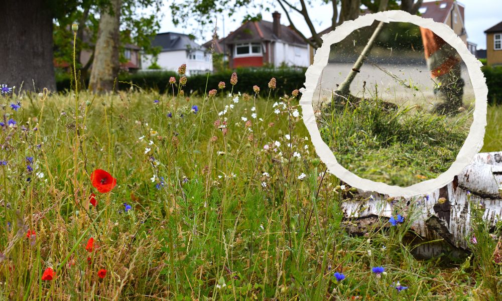 Tidy mown lawns or ‘messy’ wild spaces? Study shows what people really ...