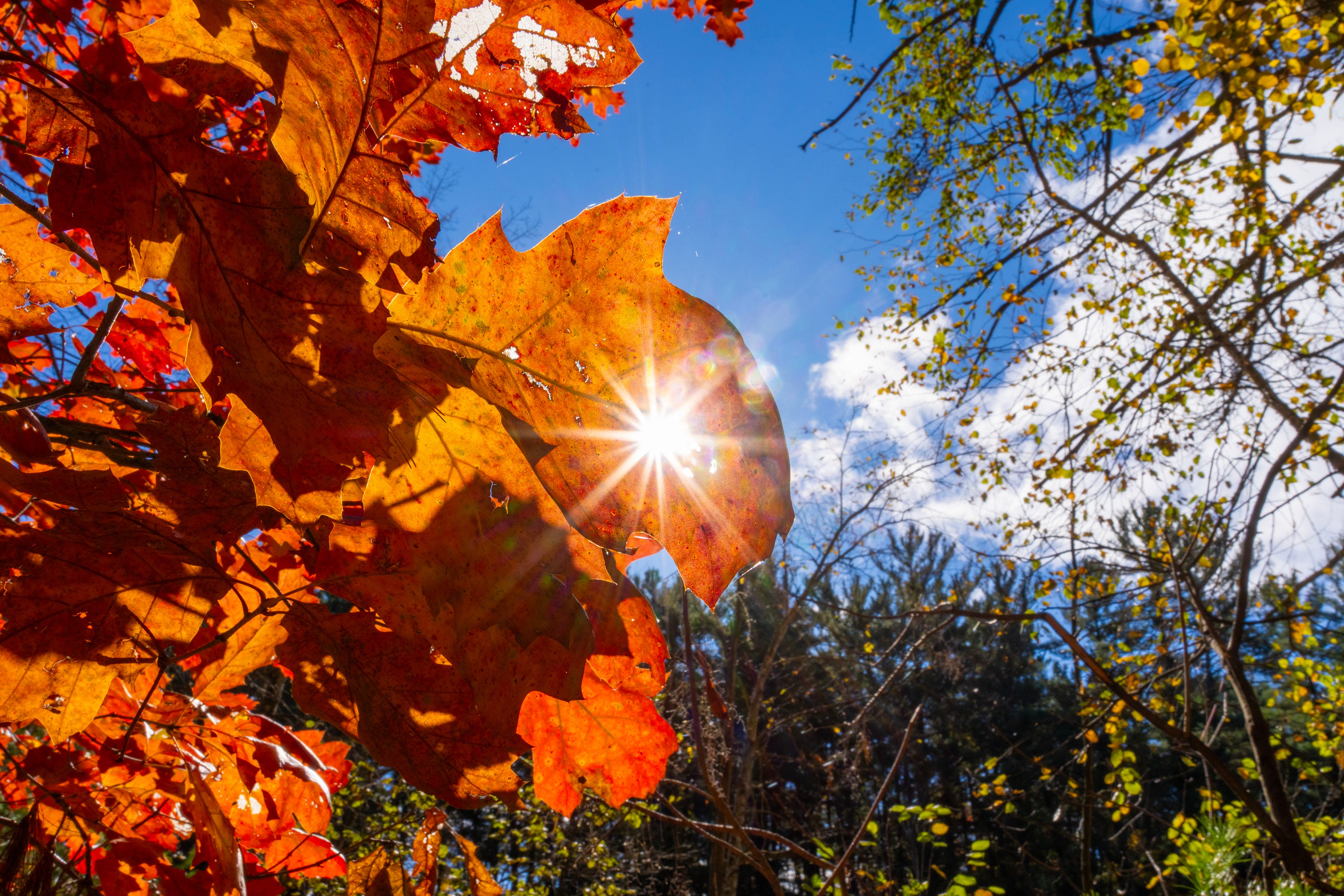 Poll results: What's the best way to clean up fall leaves in Wisconsin?