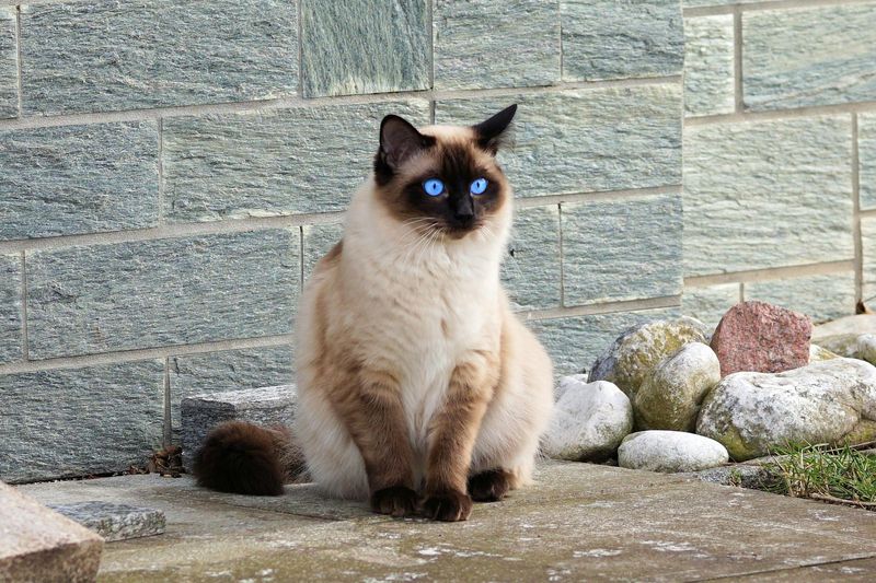9 Cat Breeds That Are The First To Get Surrendered To Shelters After ...