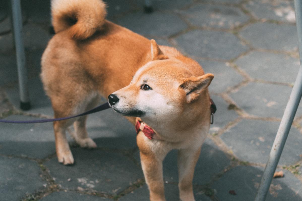 Memecoin Shiba Inu burn community launches new SHIB token on Base