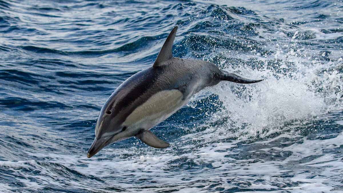 Spike in dolphin deaths at Huon Aquaculture pens prompts questions from ...
