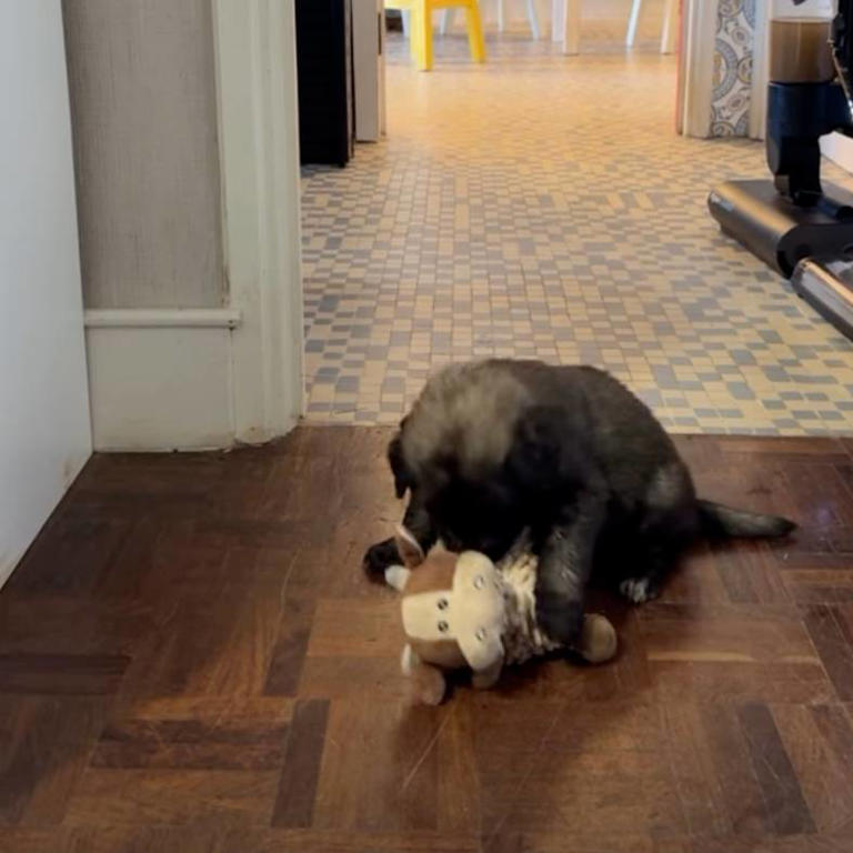 A patuda bebé que ia para o canil mas conquistou o coração de Madalena ...