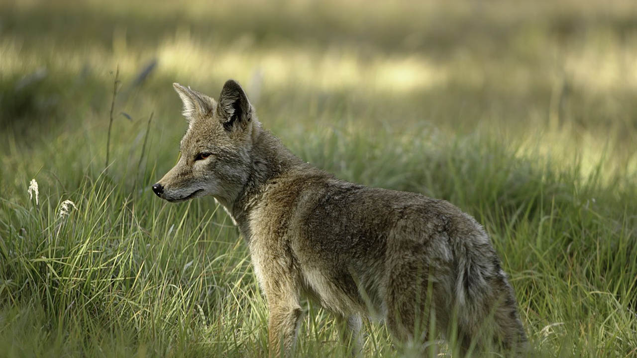 Coyote Problem in Your Garden? Here's What You Should & Shouldn't Do