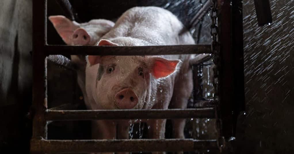 How Slaughterhouses Work: The Harsh Reality of Meat Production
