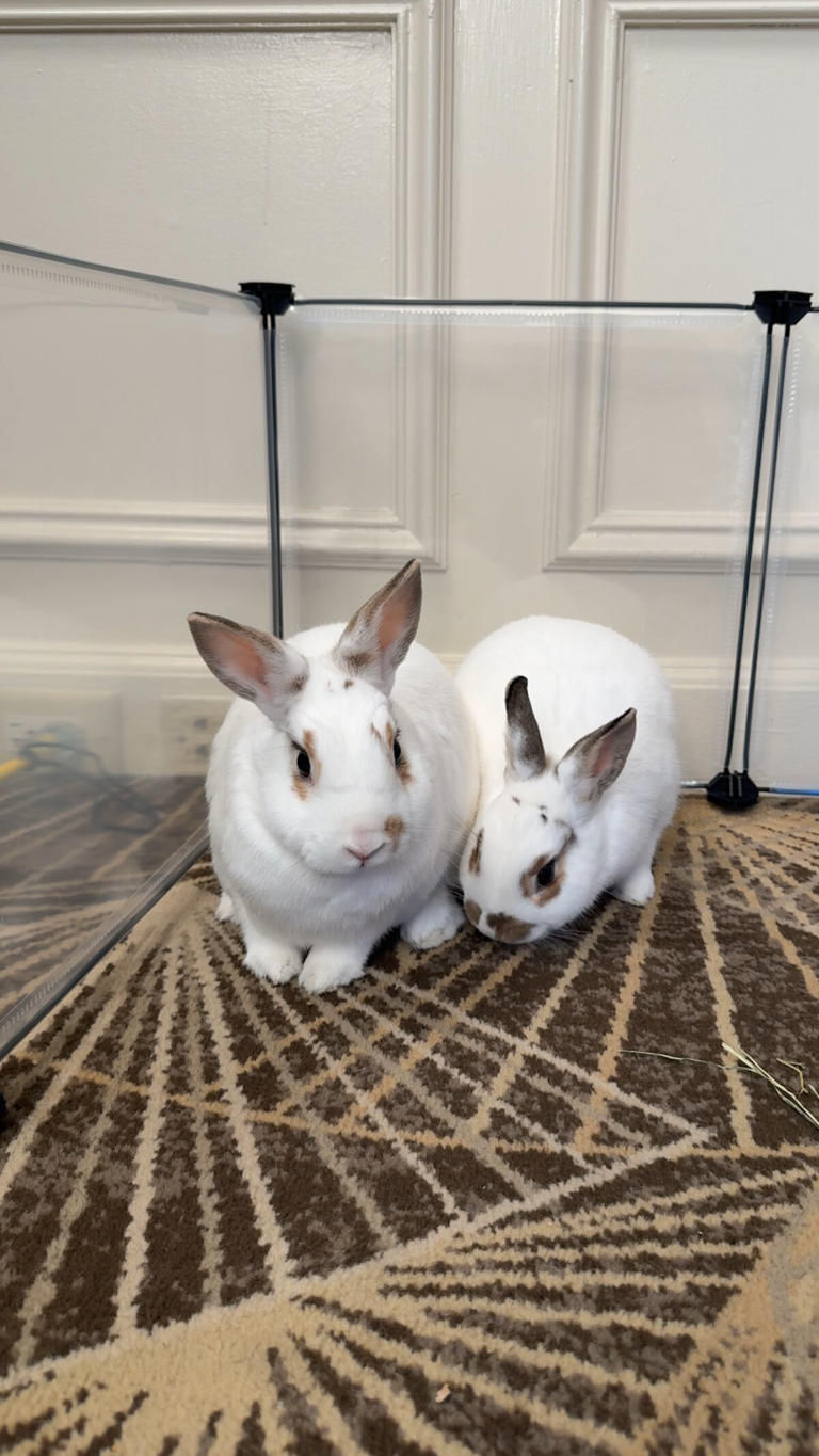 Magical Cast Of ‘Now You See Me: Now You Don’t’ Goes On A Dream Date ...