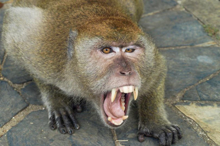 One-man monkey crimewave as crazed beast leaves 14 people injured and ...