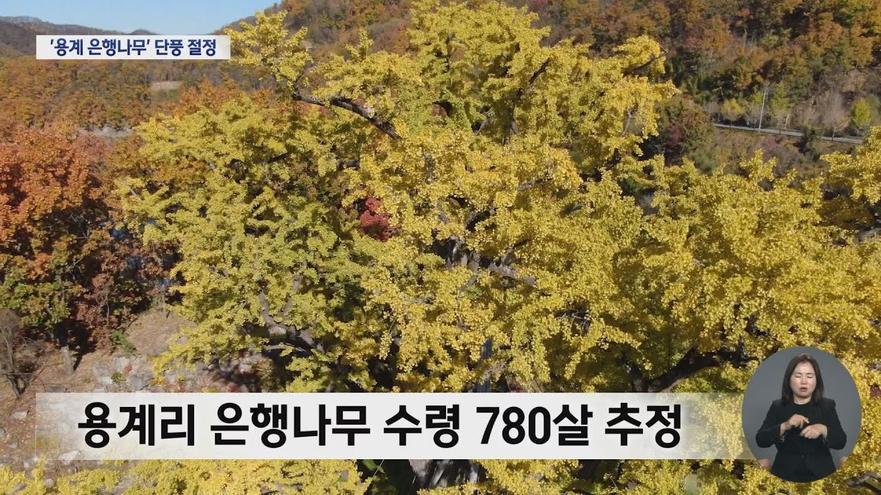 수령 780살 '안동 용계리 은행나무' 단풍 절정 | 대구MBC뉴스