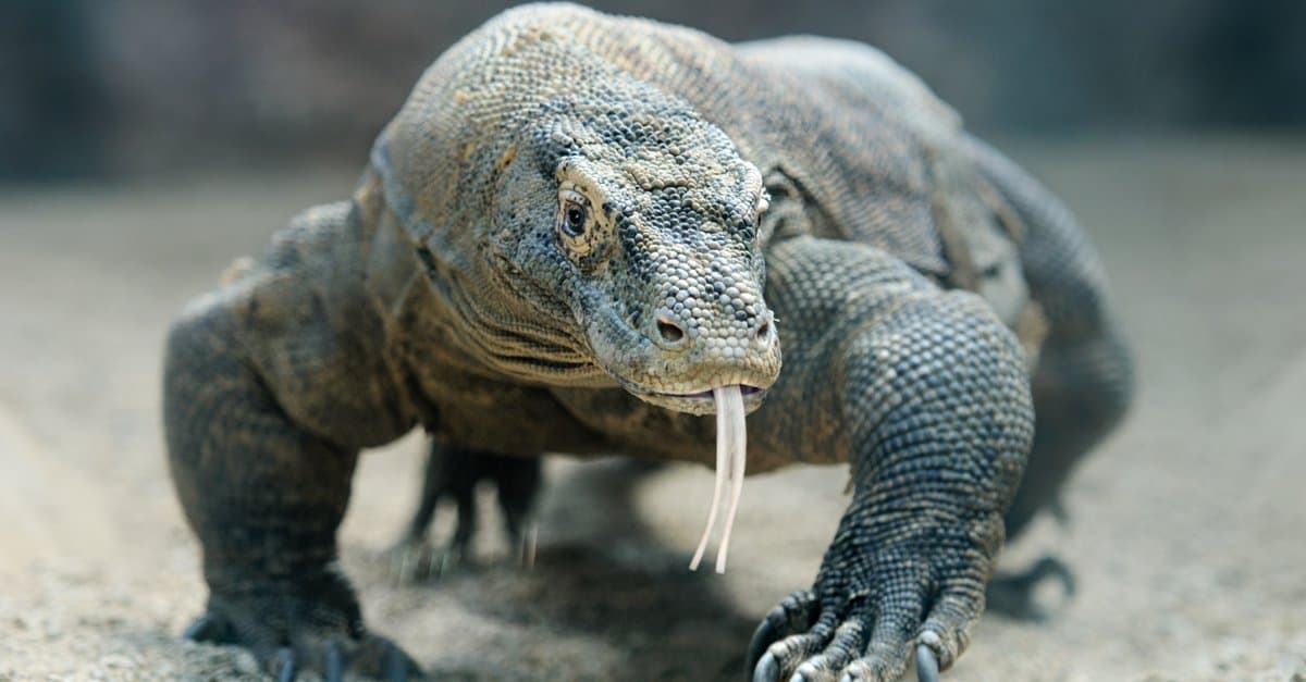 The Venemous Lizard Who Eats Water Buffalo