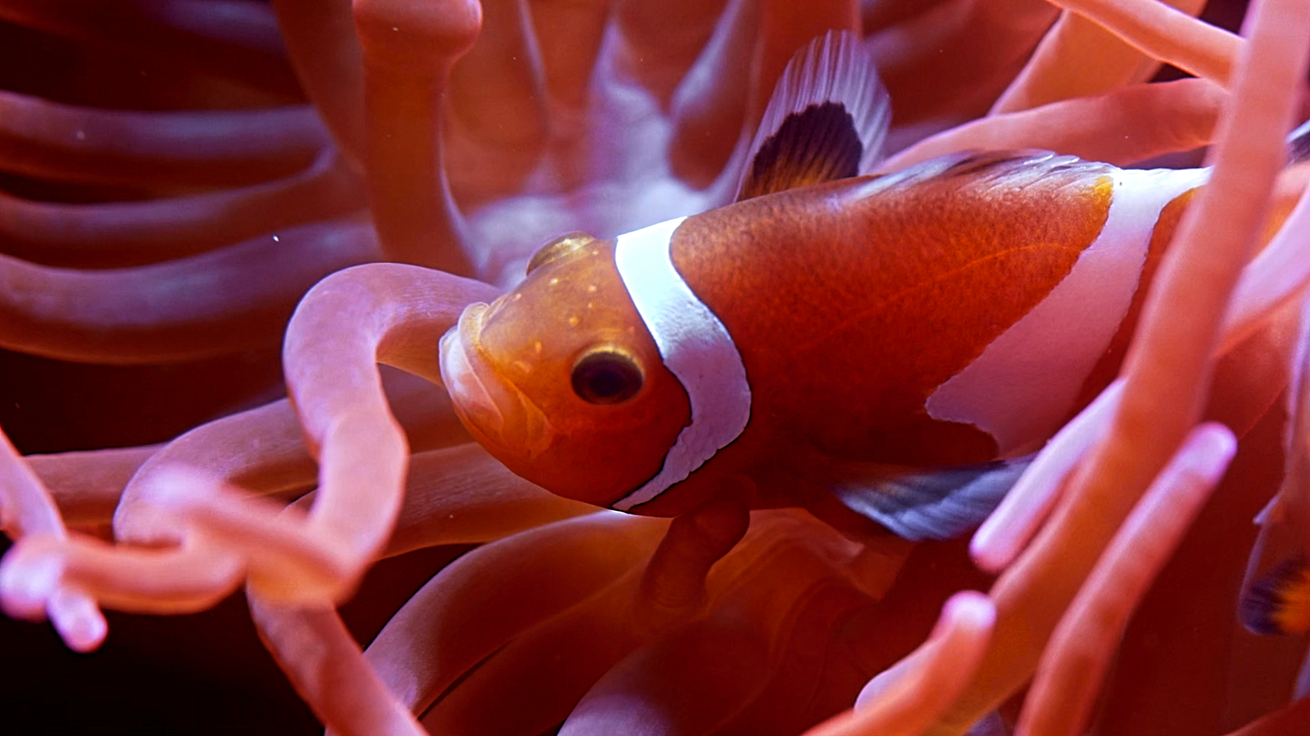 I Hid a Camera in the Ocean and Spotted Rare Clownfish
