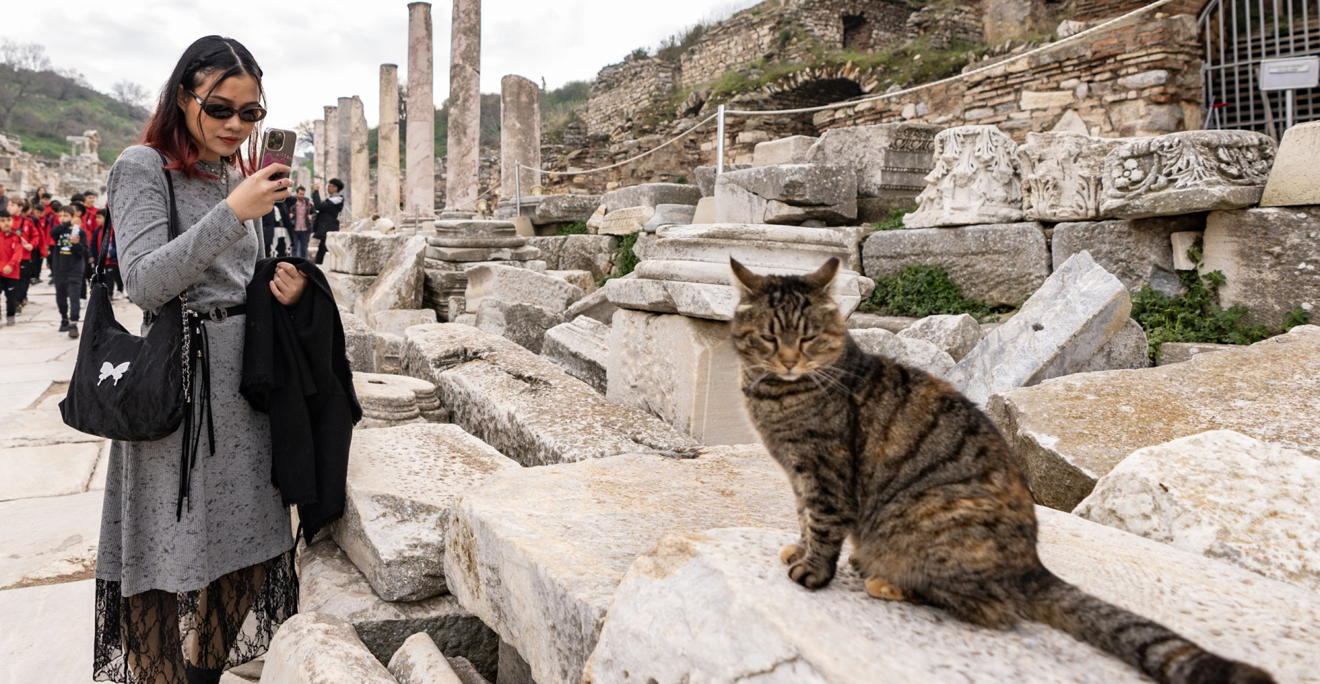 Top 10 towns and cities with the most cats