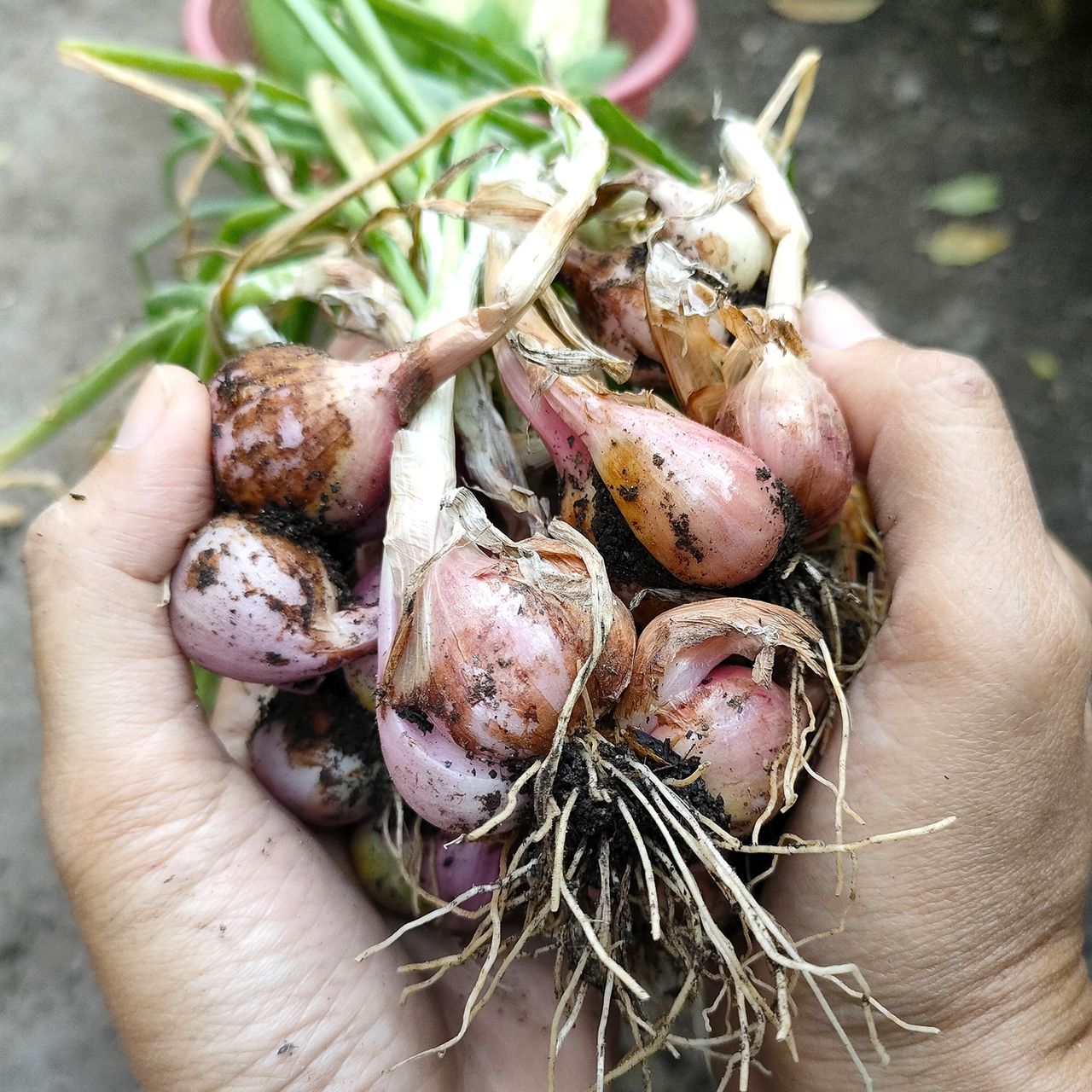How to Grow Shallots: A Complete Guide for a Bumper Harvest
