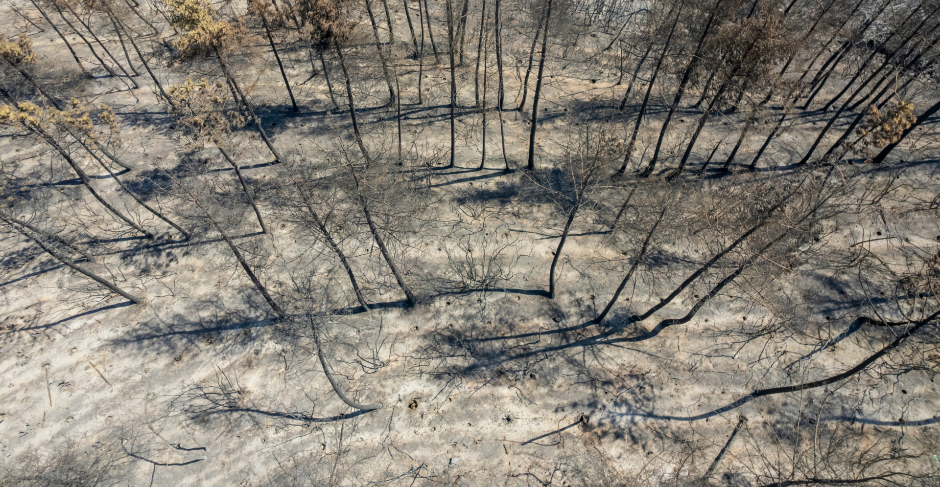 Important climate learnings from experiments on forests