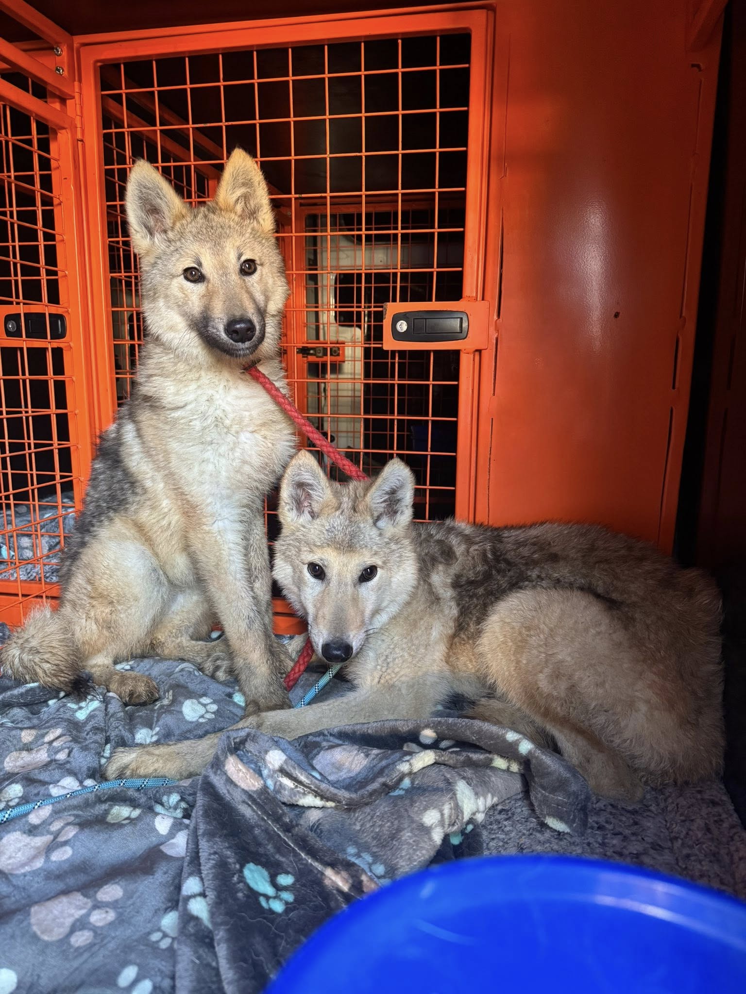 Death threats made against rescue centre housing wolf-like' animals ...