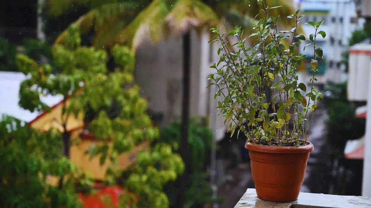 Astrological benefits of offering water to the Tulsi plant and why you ...