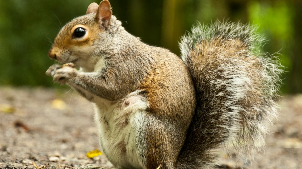 How squirrels actually find their buried nuts