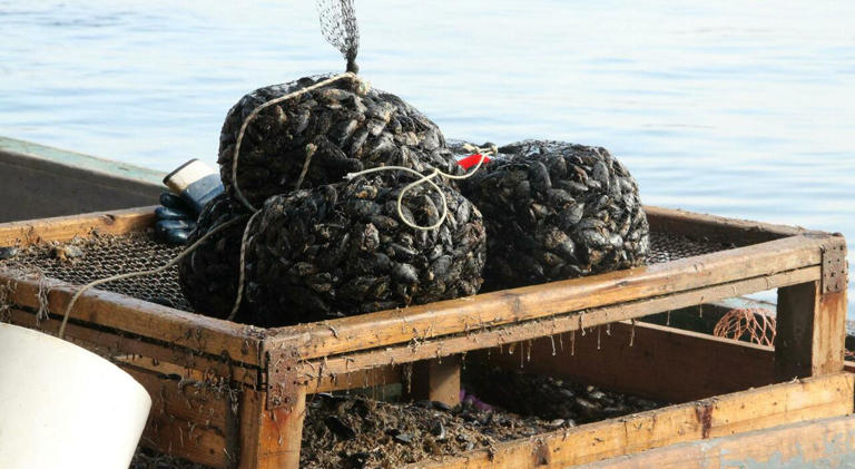 Cozze a rischio Escherichia Coli: ritirati i mitili confezionati a Taranto
