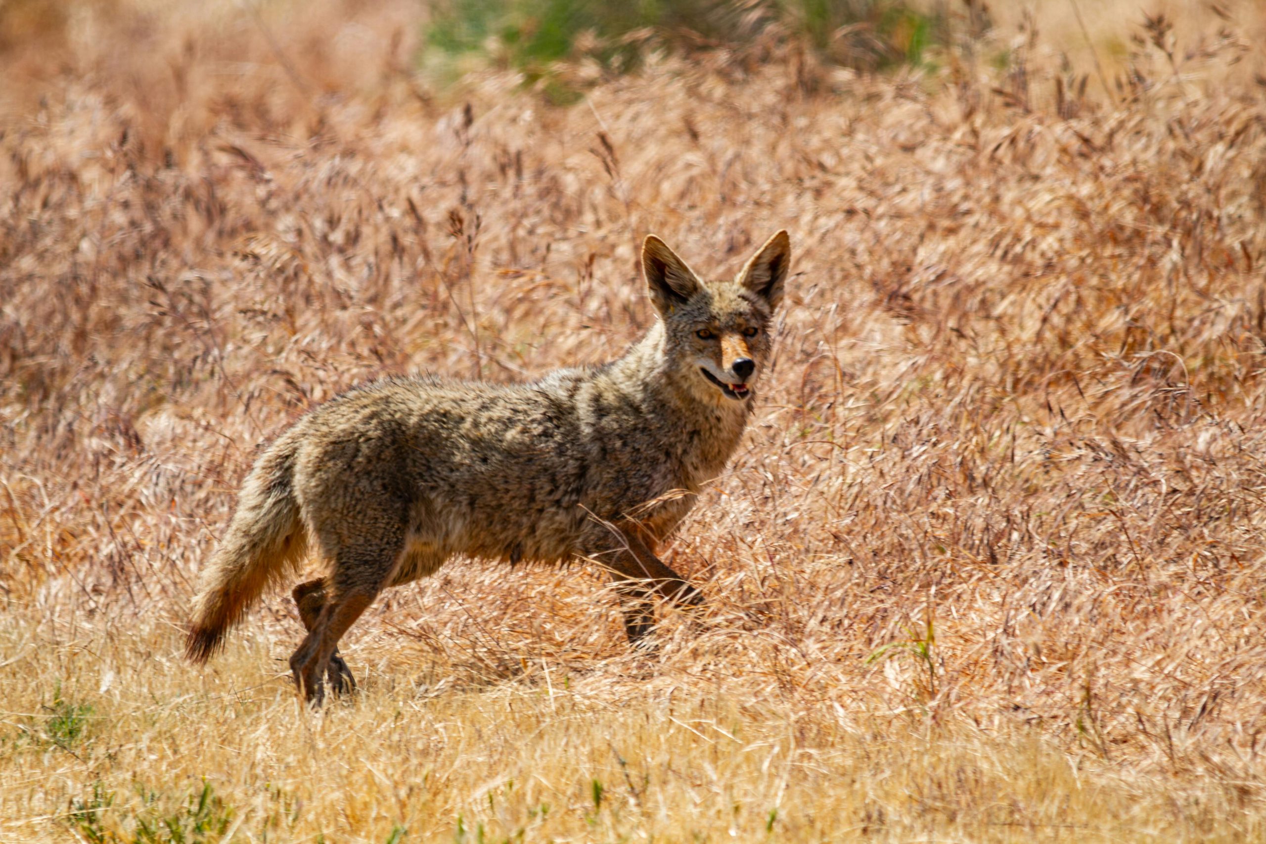 How to Spot a Coyote Den on a Hike
