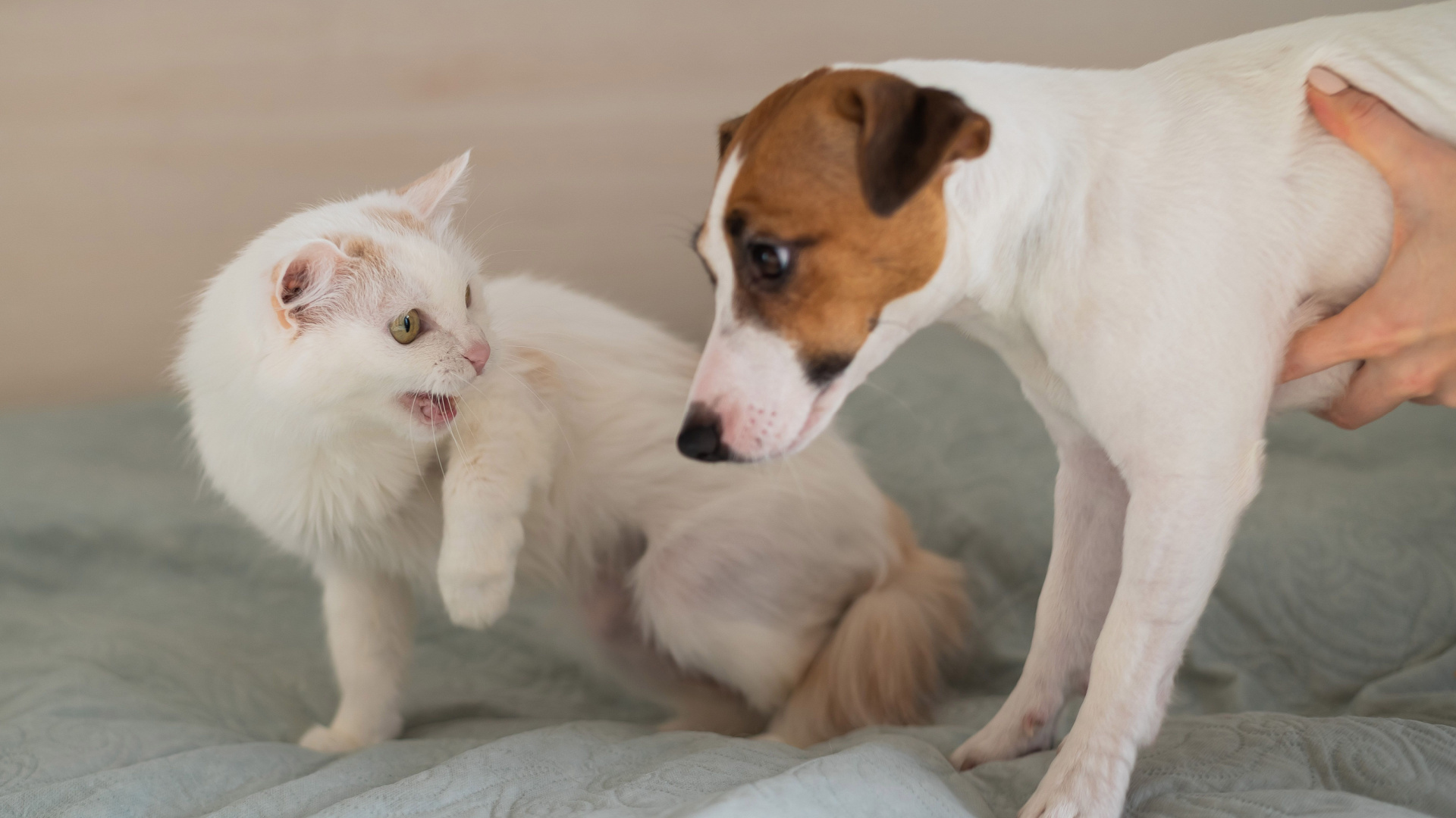 Why Cats Can’t Stand These 11 Pets Living Under The Same Roof