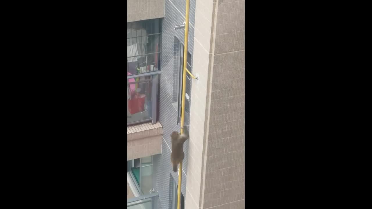 Agile monkey climbs high-rise condo in China