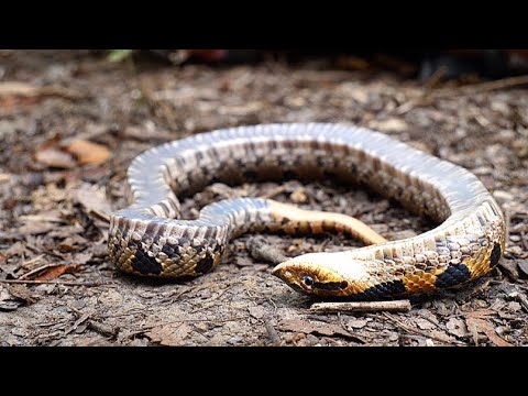 Hognose Snakes Play Dead: Nature’s Clever Survival Tactic