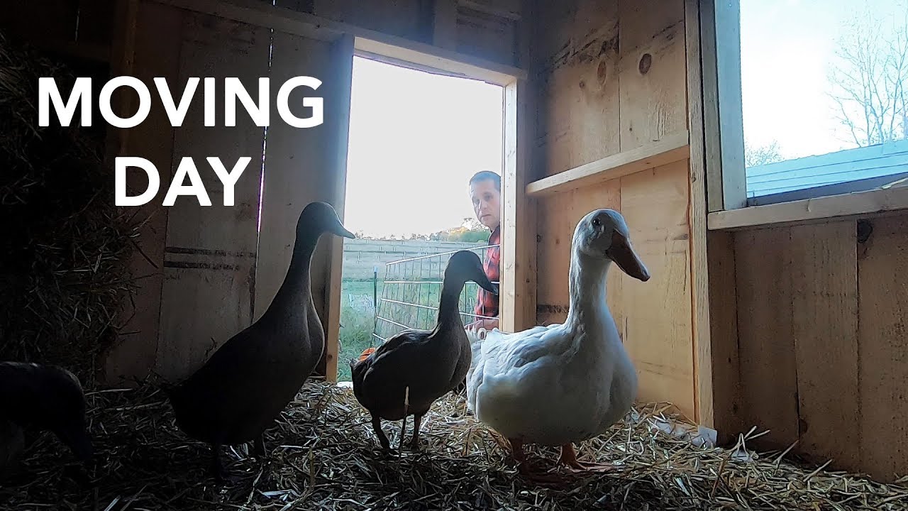 Moving to a new house leaves a duck missing