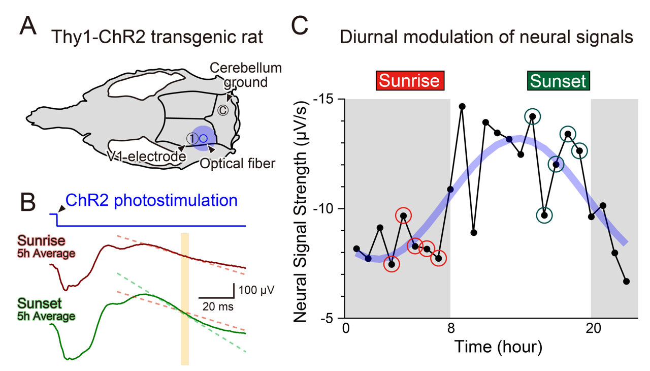 The flexible brain: How circuit excitability and plasticity shift ...
