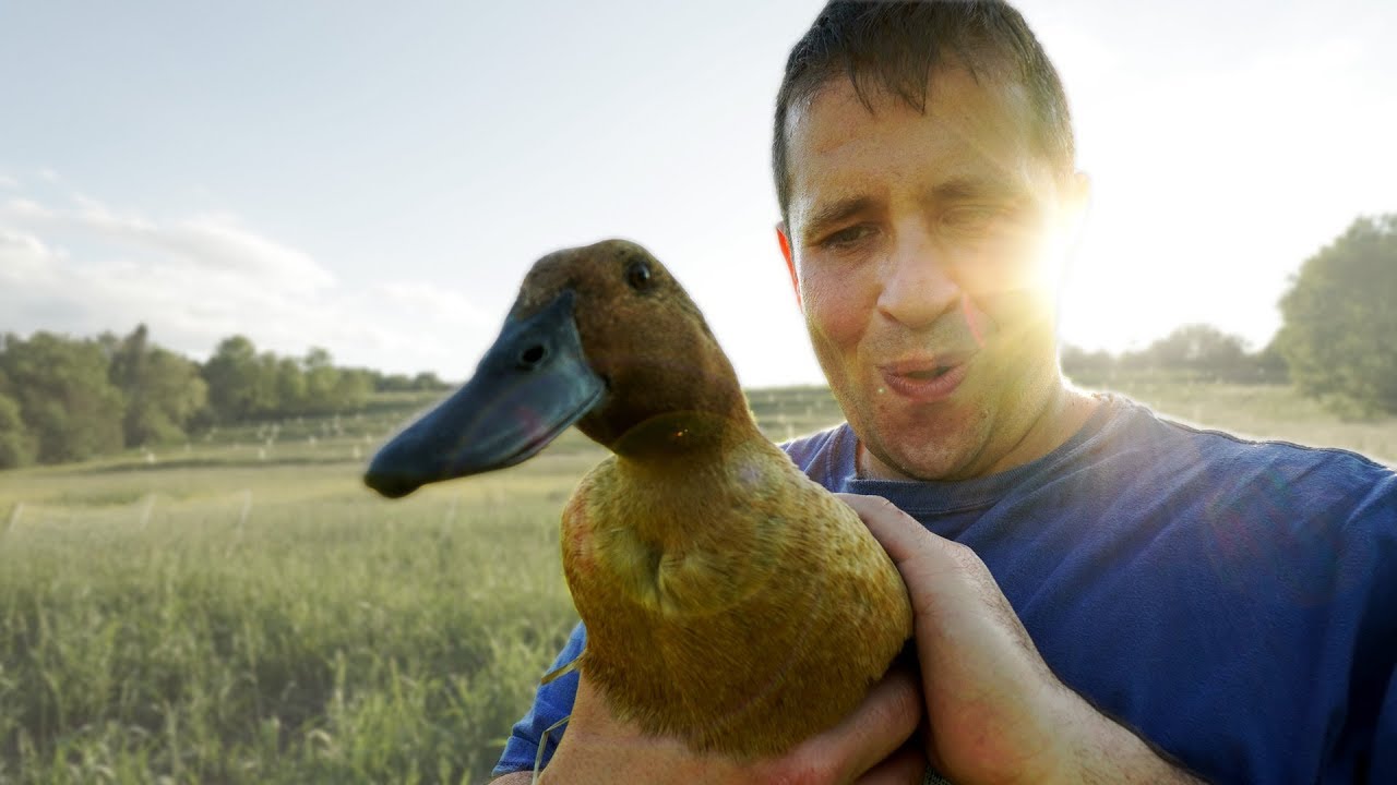 Uncovering the secret of a very special duck