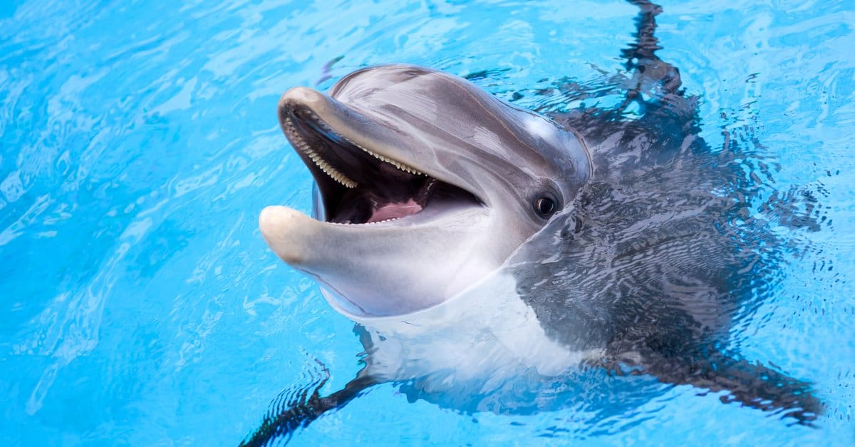 36 of the Strangest Emotional Support Animals