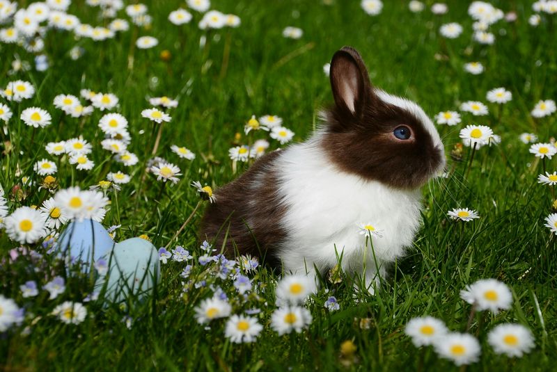 Why Cats Can’t Stand These 11 Pets Living Under The Same Roof