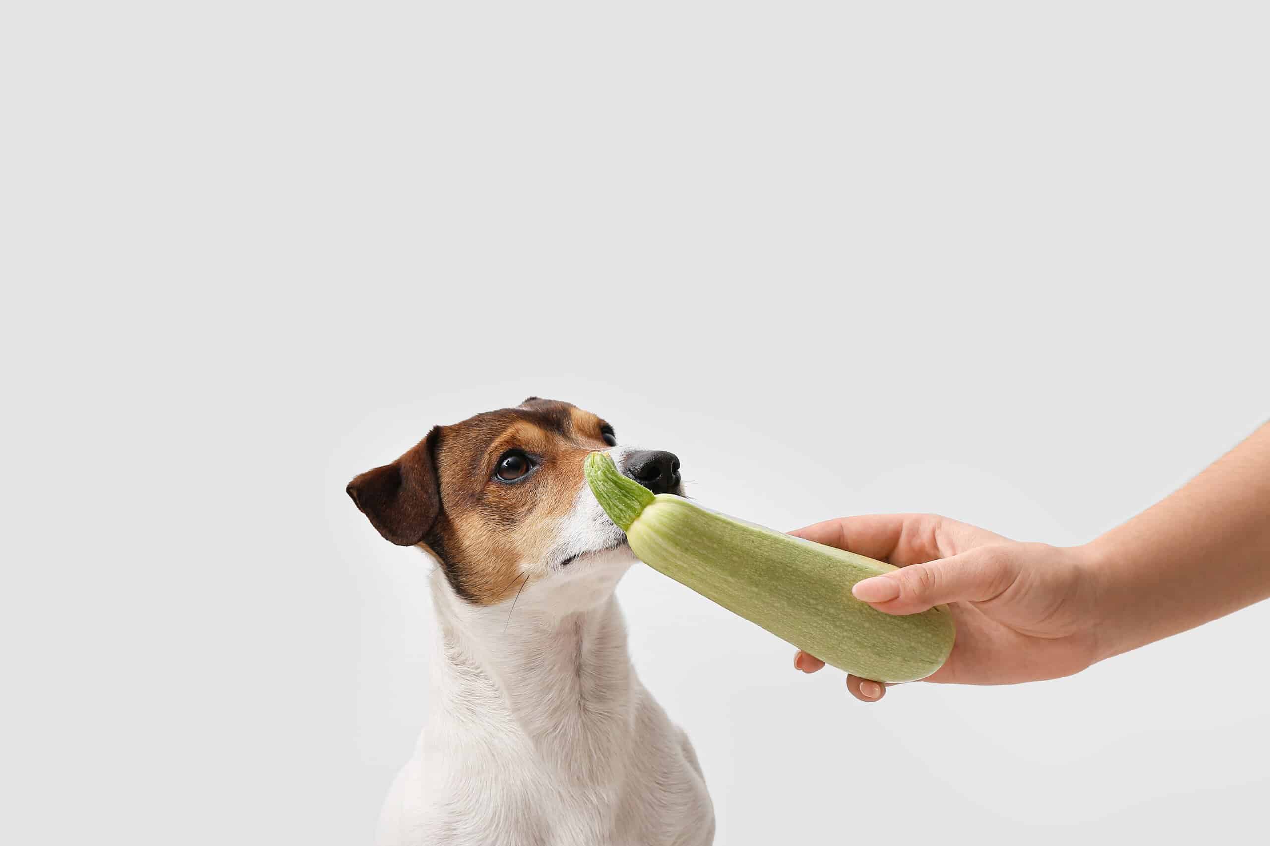 Don’t Feed These ‘Dangerous’ Vegetables To Your Dog
