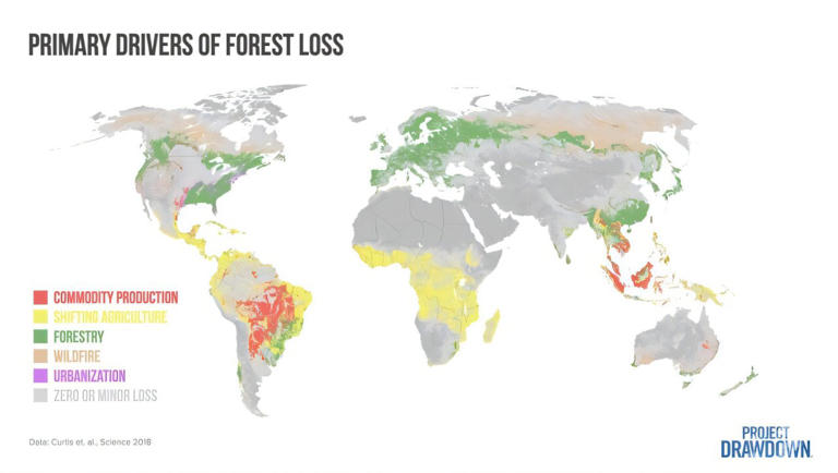 Bold new investment fund to channel billions into tropical forest ...