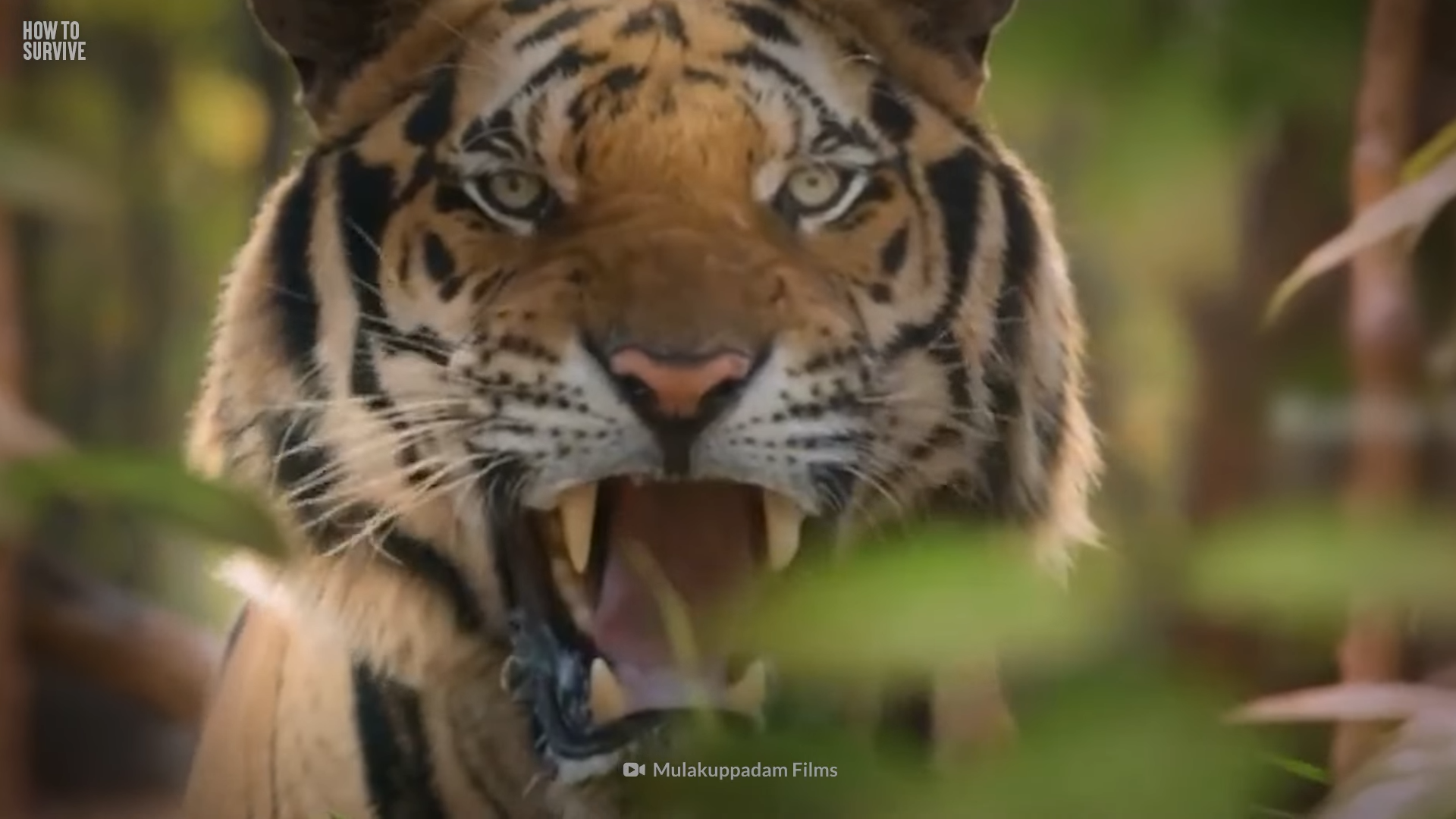 Was passiert, wenn ein Mensch einem Tiger gegenübersteht