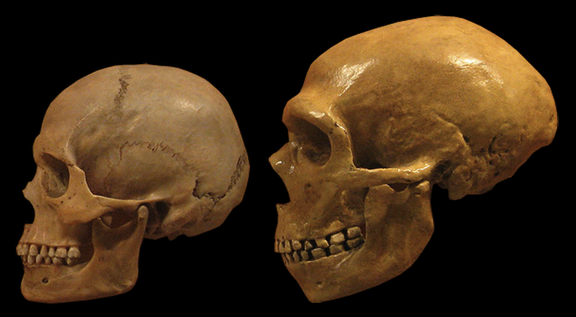 Mathematical model indicates Neanderthal disappearance can be explained ...