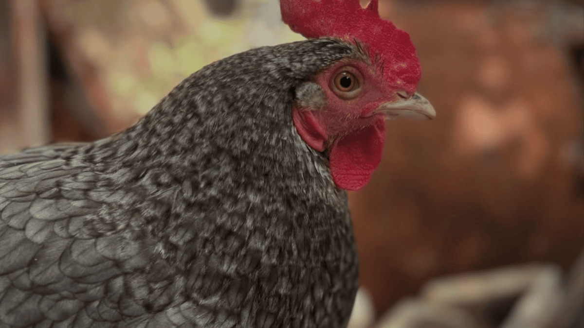 Así funciona Proyecto Alas, el santuario uruguayo que salva gallinas y ...