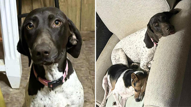 Gentle & Mellow German Shorthaired Pointer Mix Girl is Looking For Love