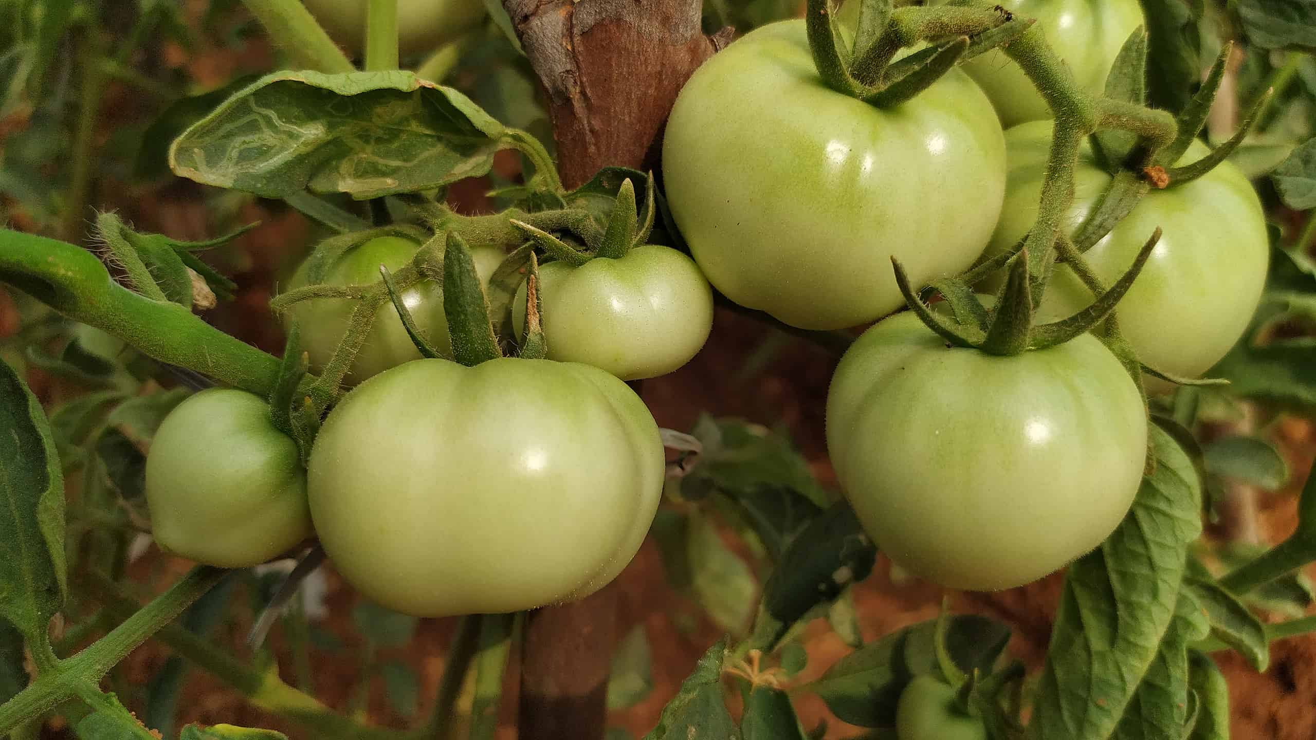 Don’t Feed These ‘Dangerous’ Vegetables To Your Dog