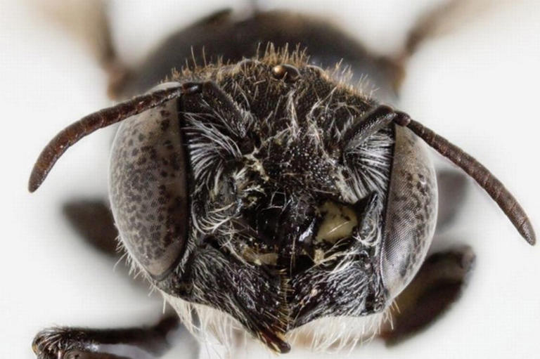 New 'Lucifer' insect with devil horns discovered as it's named after ...