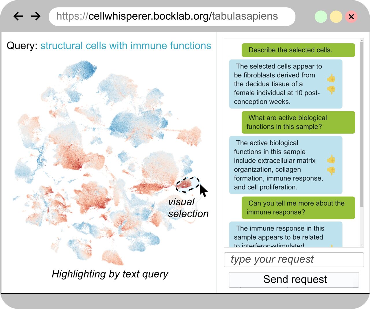 Chatting with your cells: Natural-language AI for single-cell data analysis